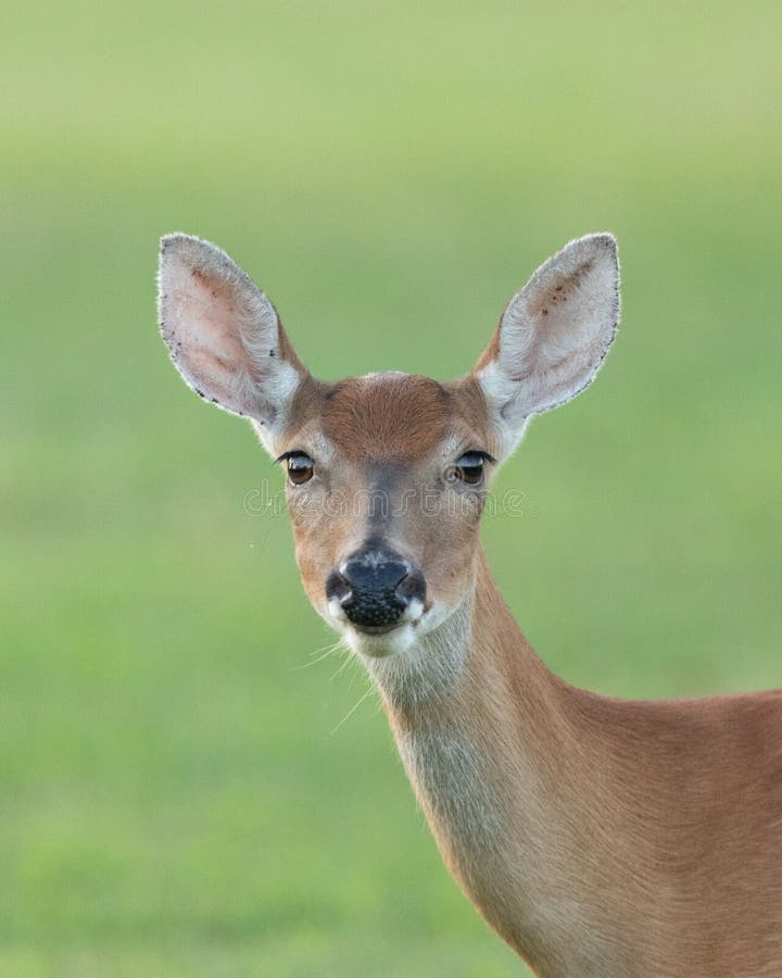 Closeup of a White-tailed Deer Doe at Sandy Hook Stock Image - Image of ...