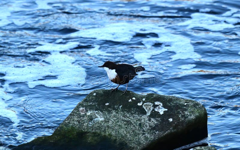 Closeup of a White-throated Dipper on a Rock in the Sea Stock Image ...