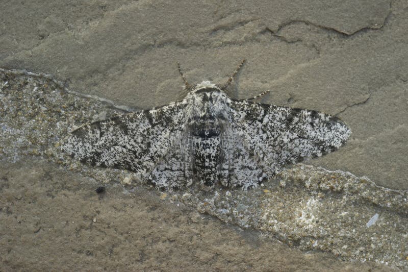 Closeup on the White Version of the Peppered Moth, Biston Betularia ...