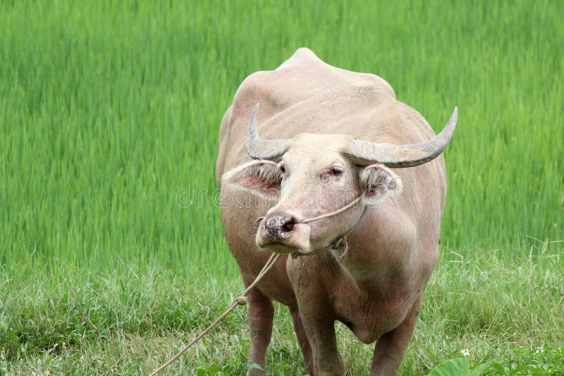 White buffalo in field stock photo. Image of wild, bubalus - 112468076