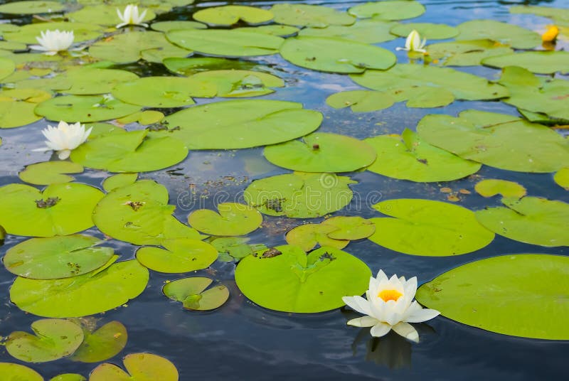 White Water Lily Floating on a Water Stock Photo - Image of blossom ...