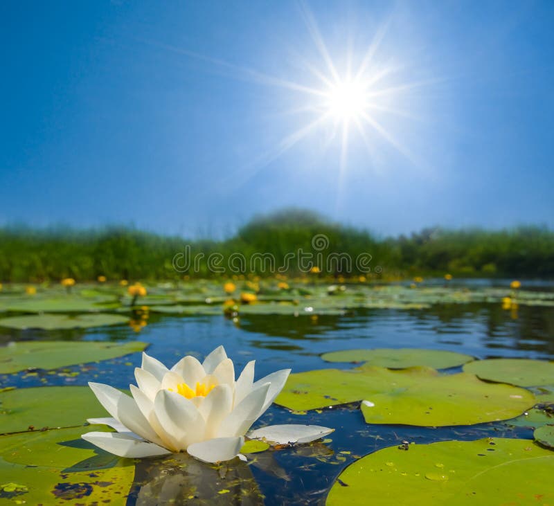 White Water Lily on the River Under a Sparkle Sun Stock Image - Image ...