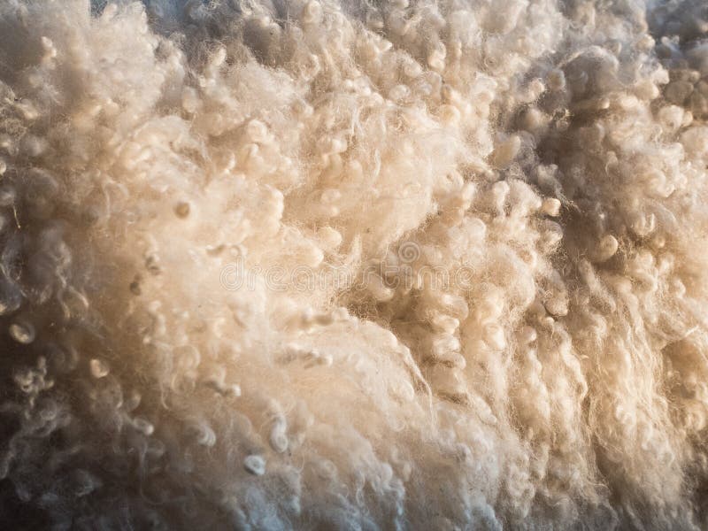 Closeup of White Wool Under the Light - a Nice Picture for Backgrounds ...