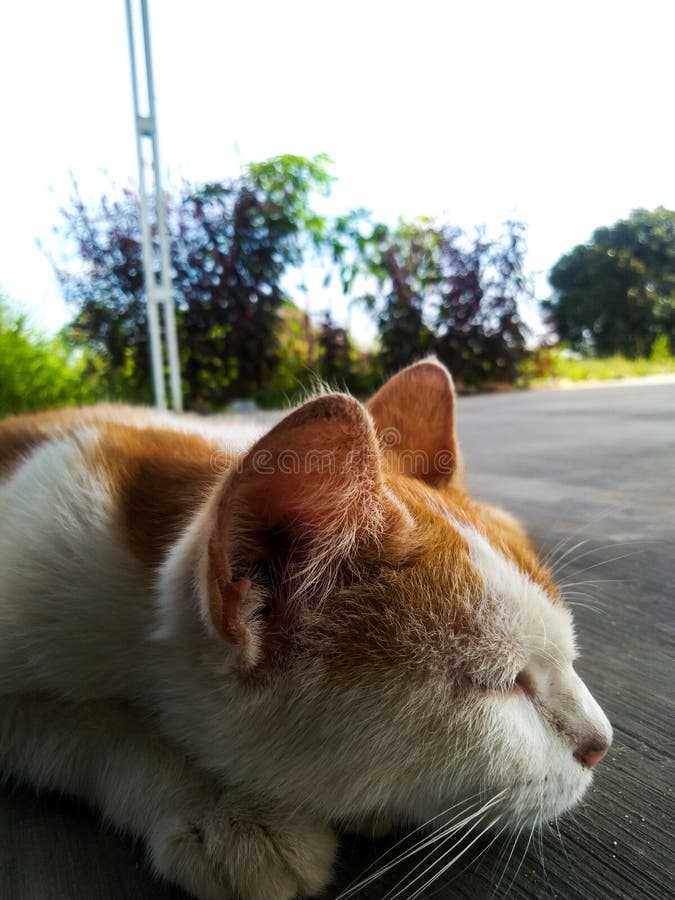 Closeup of White-yellow Cat in Floor 2 Stock Photo - Image of carnivor ...