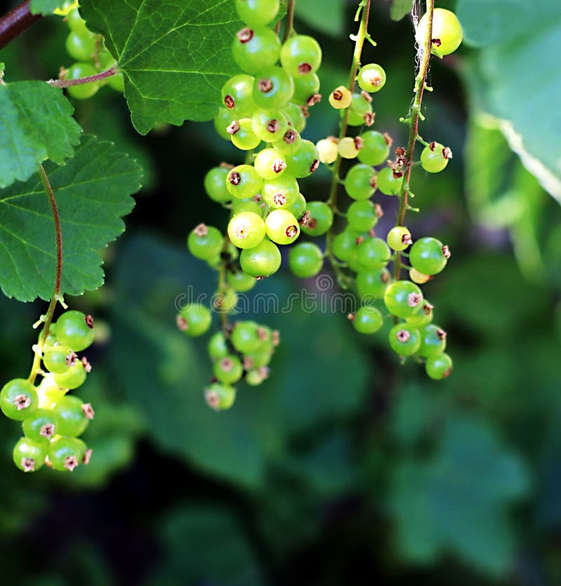 A Closeup of Whitecurrents in a Garden. Stock Image - Image of flora ...