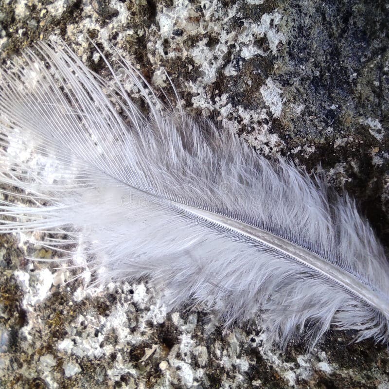 Closeup Wiew of White Soft Smooth Bird Feather Stock Image - Image of ...