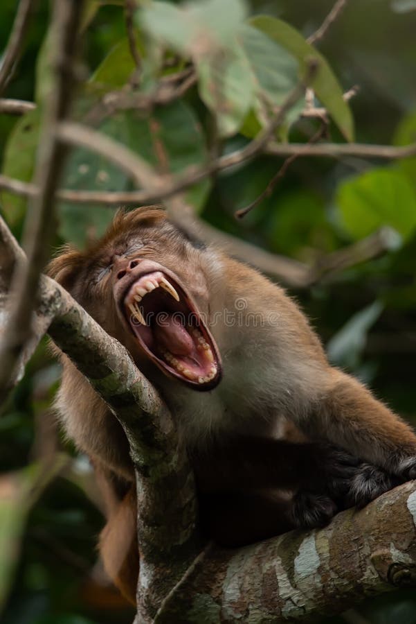 Closeup of a Wild Angry Screaming Macaque Monkey Sitting on a Tree in ...