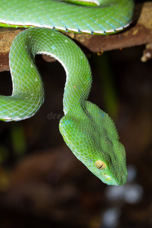 Bamboo Pit Viper, Indian Green Pit Viper, or Common Green Pit Viper ...