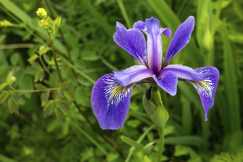 Closeup of Wild Blue Flag Iris Iris Versicolor Stock Photo - Image of ...