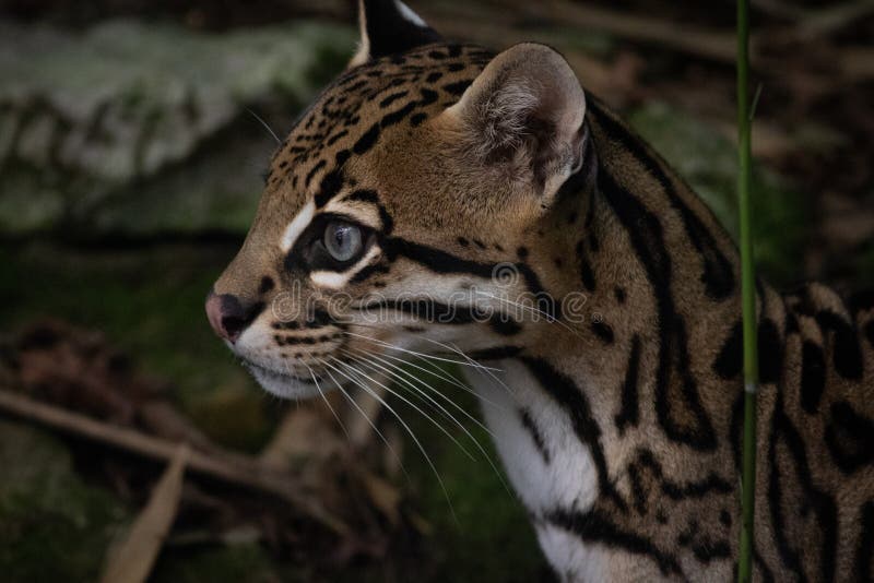 Closeup of a Wild Cat Called Ocelot Stock Photo - Image of skin ...