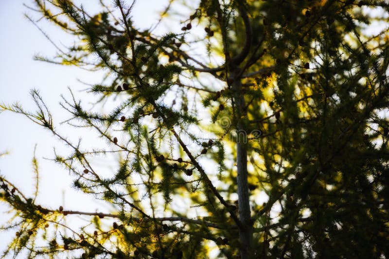 Closeup Wild Christmas Evergreen Tree Stock Image - Image of tree, xmas ...