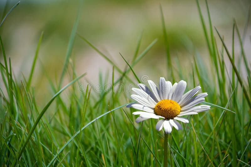 Closeup of a Wild Daisy Flower. Romantic White Daisy Flower at Sunny ...