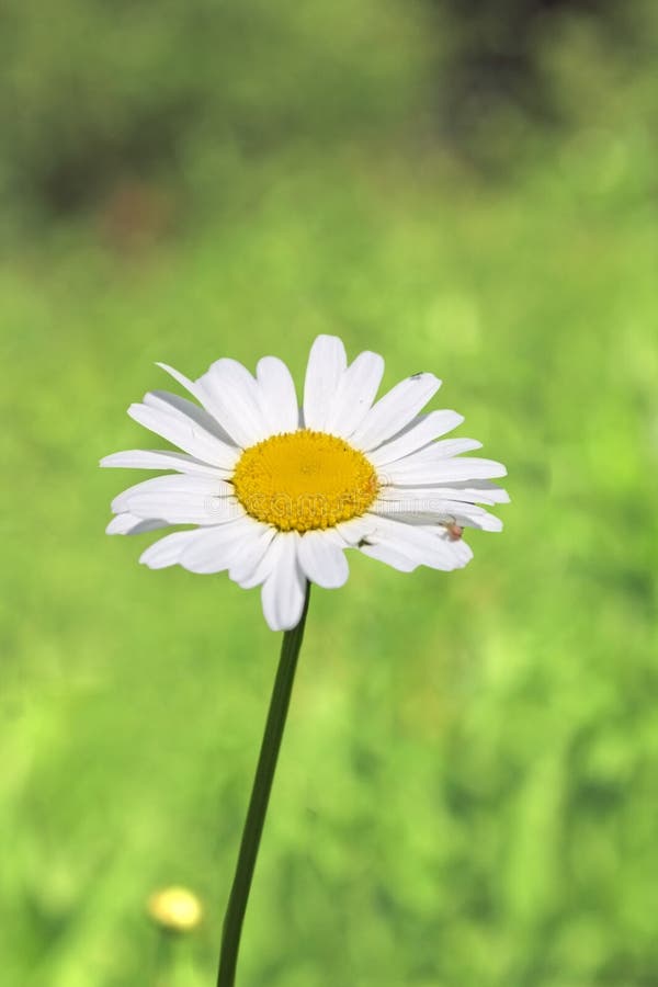 Closeup of wild daisy stock photo. Image of floral, botany - 31594602