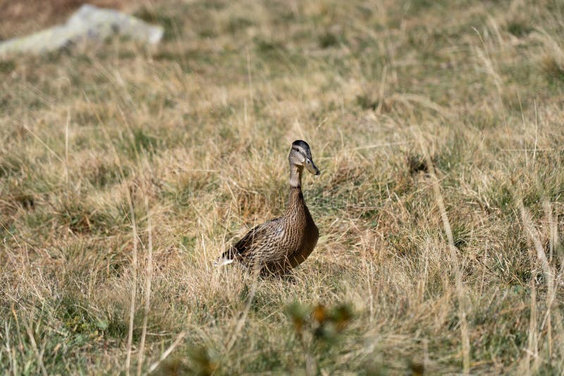 Closeup of a Wild Duck in a Field Stock Image - Image of rural, duck ...