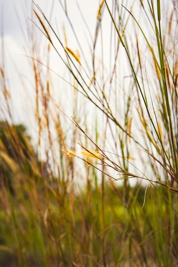 Closeup of Wild Field of Grass in Malaysia Stock Image - Image of plant ...