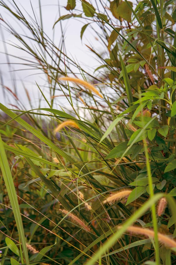 Closeup of Wild Field of Grass in Malaysia Stock Photo - Image of light ...