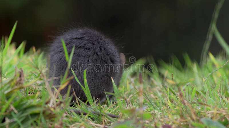 Field Mouse stock video footage. Video of floor, mouse - 35336762