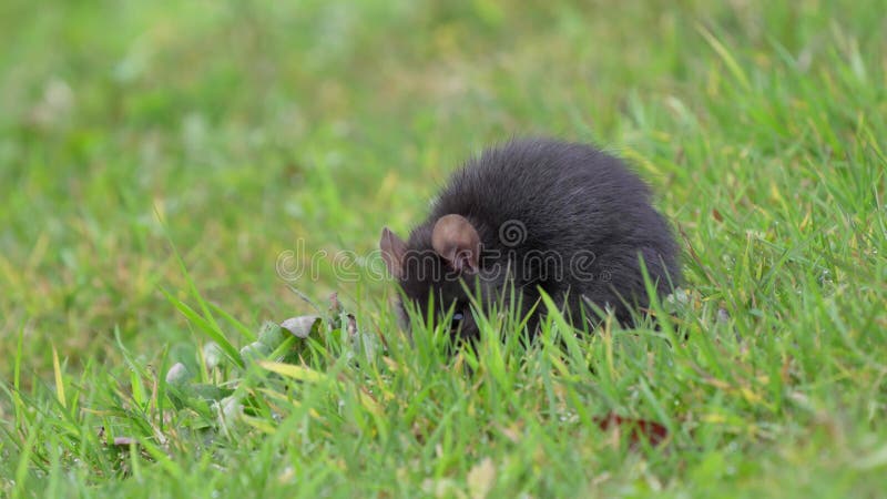 Field Mouse stock video footage. Video of floor, mouse - 35336762