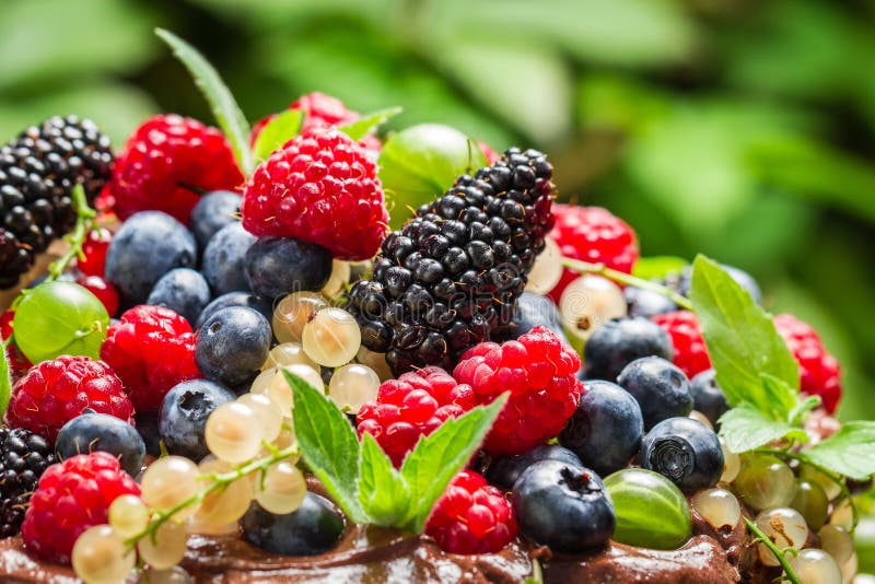 Closeup of Wild Fresh Berry Fruits Stock Photo - Image of green, drink ...