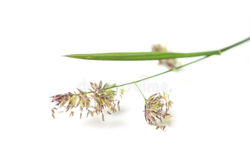 Wild Grass with Seeds on White Background Stock Photo - Image of spring ...