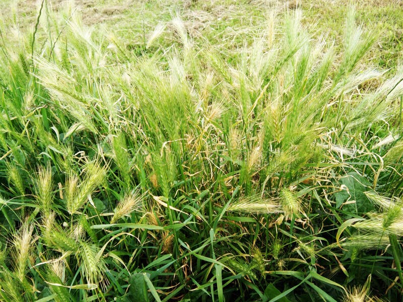 Wild grasses stock photo. Image of flora, barnyard, natural - 99344326