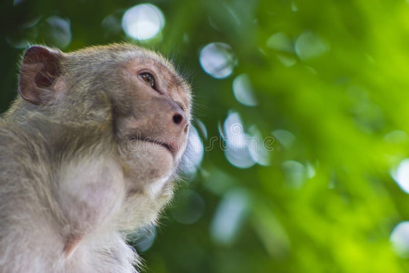 Wild Monkey Sunbathing on a Ledge Stock Image - Image of close, guiyang ...