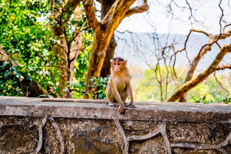 Closeup of a Wild Monkey Perched on a Stone Wall Stock Image - Image of ...