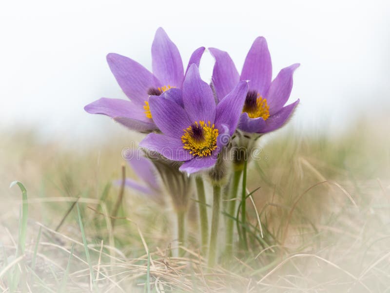 Wild Pasque Flower, Pulsatilla Vulgaris, First Spring Flower Stock ...