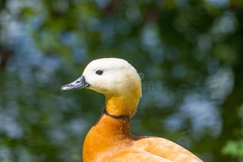 Closeup of wild red duck stock image. Image of pond - 182949903