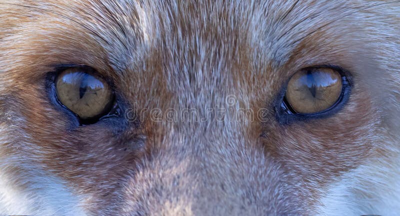 Closeup of a Wild Red Fox Eyes Making Eye Contact Looking at Camera in ...