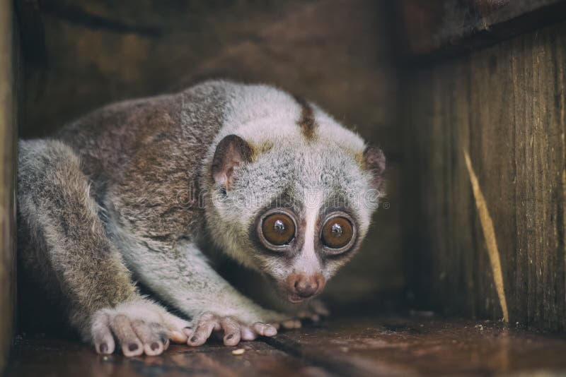 Slow loris monkey stock image. Image of wildlife, animal - 21767671
