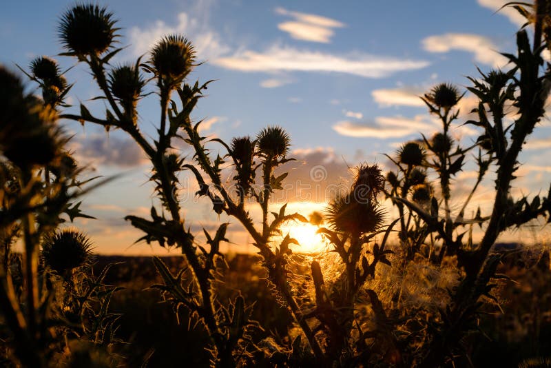 Dry Thistle in Fall during Sunset Stock Image - Image of sunrise ...