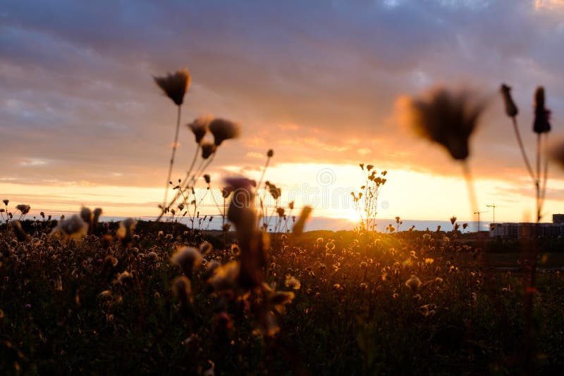 Dry Thistle in Fall during Sunset Stock Photo - Image of sunset, bloom ...