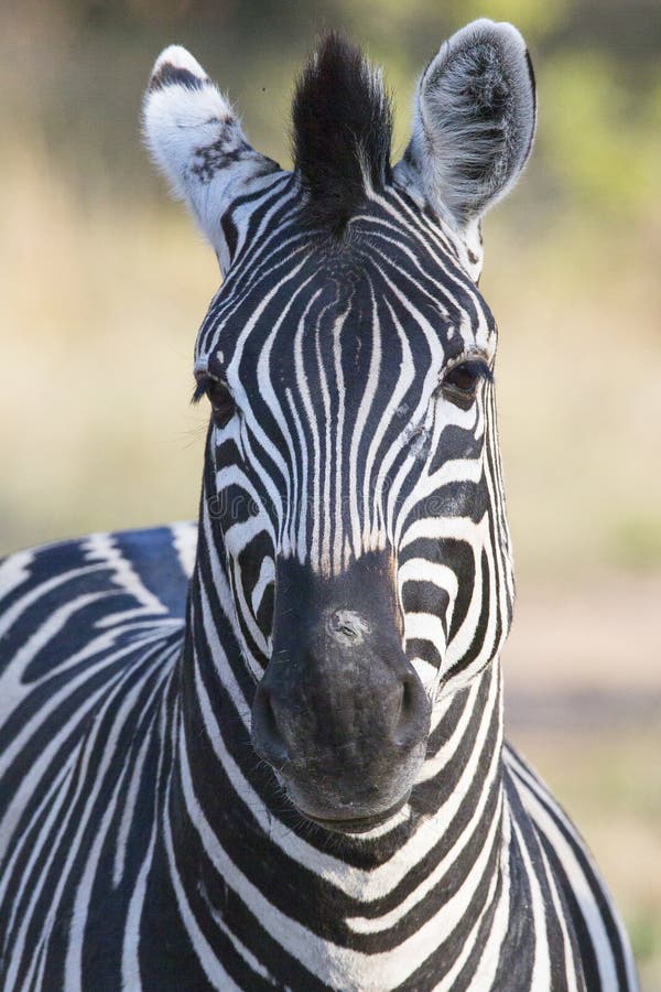 Wild zebra s face to face stock photo. Image of wildlife - 16838172