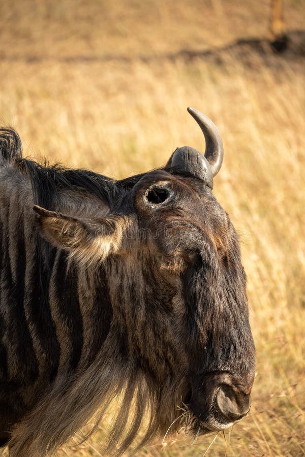Closeup of a Wildebeest with One Horn Stock Photo - Image of animal ...