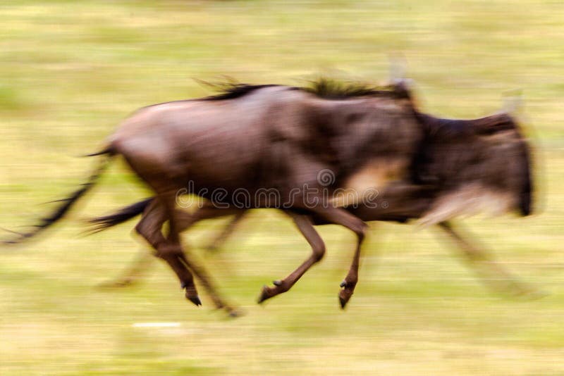 Closeup of Wildebeests Running in the Wild Stock Image - Image of ...