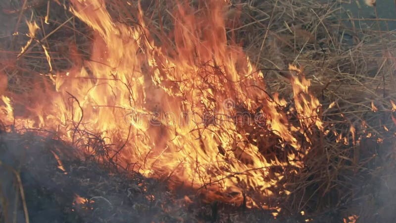 Wildfire Burning Across Dry Grassland Near Forest Stock Footage - Video ...