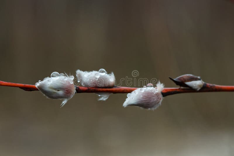 Closeup Willow Flowers in Spring in Raindrops Stock Image - Image of ...