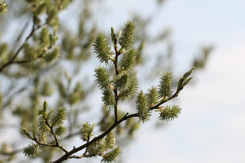Closeup of a Willow Tree Branch Stock Image - Image of branch, forest ...