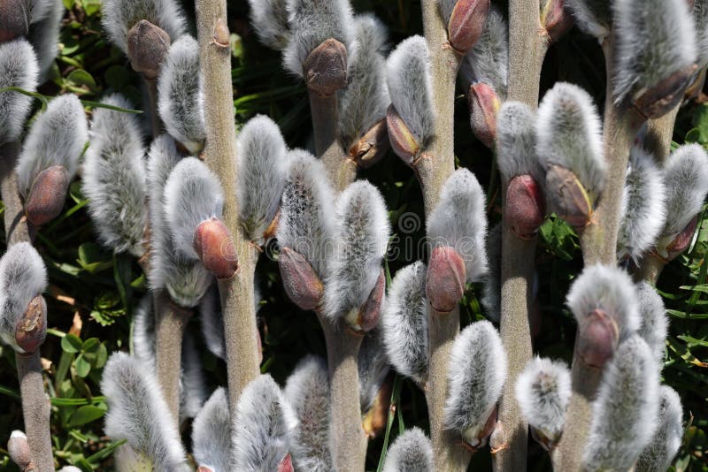 Closeup of Willow Tree Branches with Fluffy Buds Stock Image - Image of ...