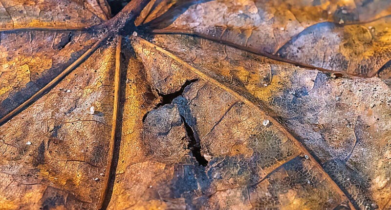 Closeup of Wilted Brown Fall Leaf Texture Stock Image - Image of ...