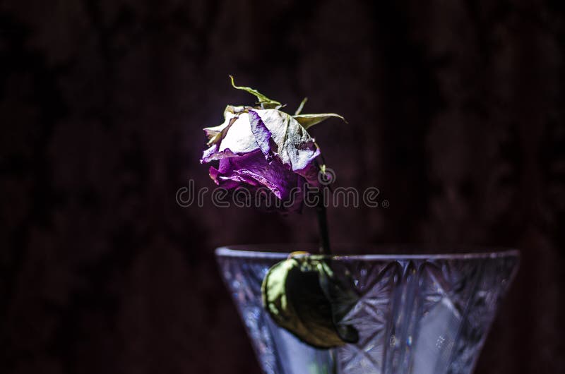 Closeup of Withered and Dried Pink and Yellow Rose Petals on Black ...