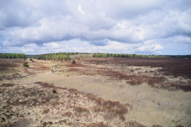 Closeup of Withered and Dried Pink and Yellow Rose Petals on Black ...