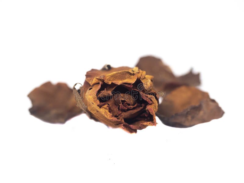 Closeup of Withered and Dried Pink and Yellow Rose Petals on Black ...