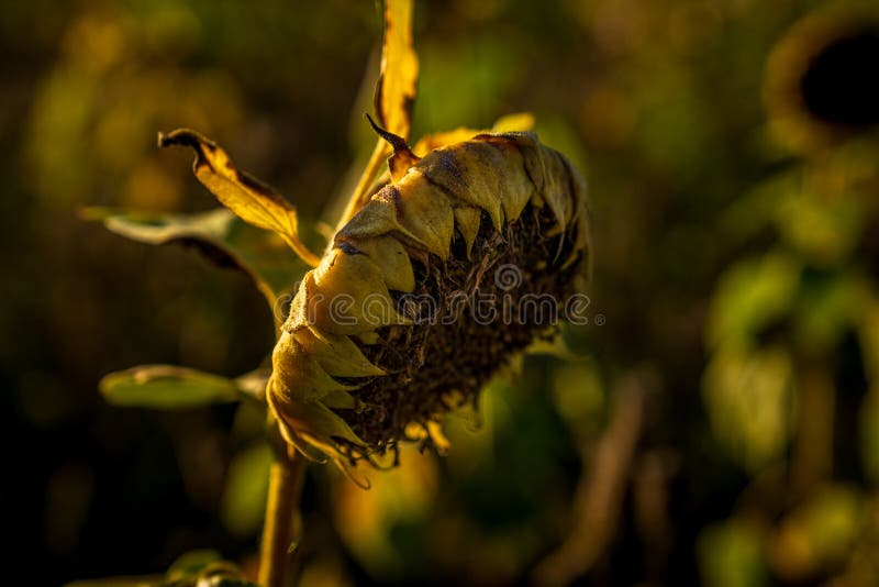 Closeup of a Withered Sunflower Stock Image - Image of leaf, growing: 237568183