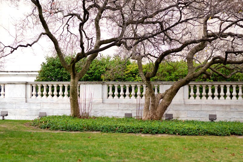 Closeup of Withered and Dried Pink and Yellow Rose Petals on Black ...