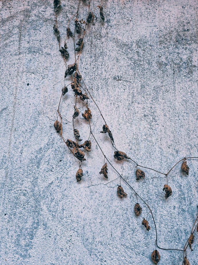 Closeup of Dry Withered Coneflowers in an Autumn Garden Stock Photo ...