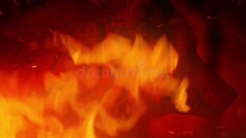 Red Wolf in Fire with Glowing Eyes Stock Footage - Video of drama ...