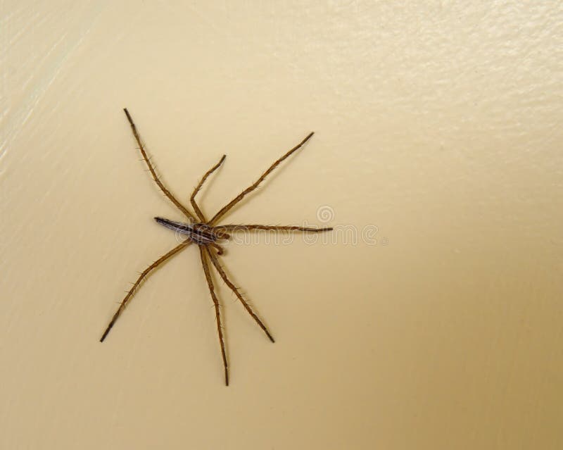 Closeup of Wolf Spider, Missing a Leg Stock Image - Image of copyspace ...