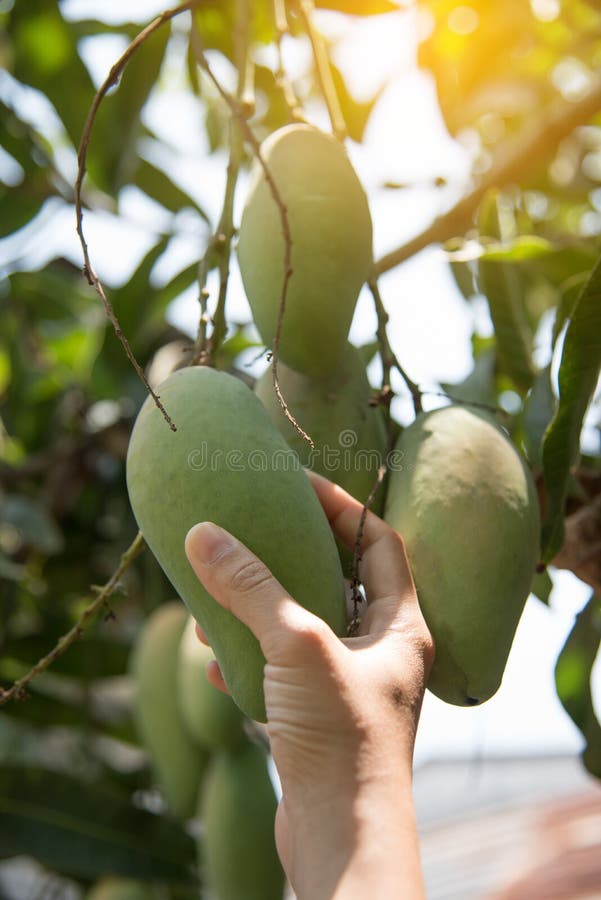 Closeup Woman Hand Holding Mango. Stock Image - Image of hand, leaf ...